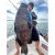 New Tokayo AK rod 2025 NEW MODEL ( FREE INTERNATIONAL SHIPPING ) – Tokayo